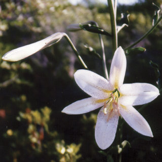 Shasta Lily - California | Essências Florais